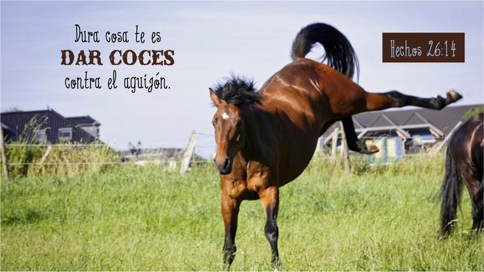 Empezó a dar coces – Abba Patter